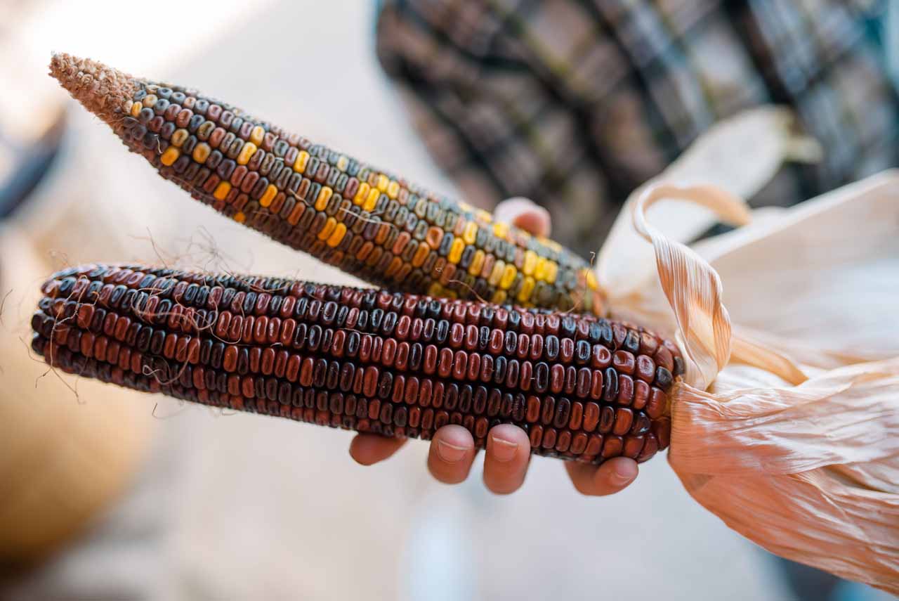 2019_cs_Crops_Indian_Corn_001 - Anderson Farms