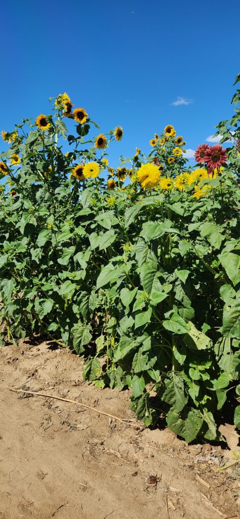 Sunflowers - Anderson Farms