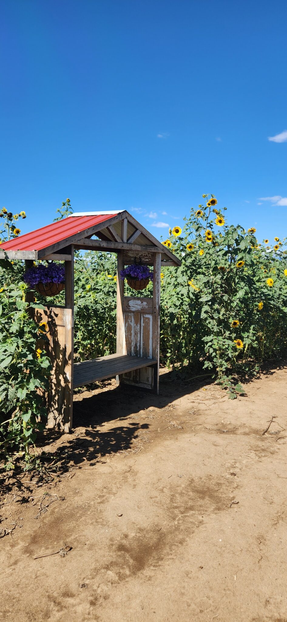 Sunflowers - Anderson Farms