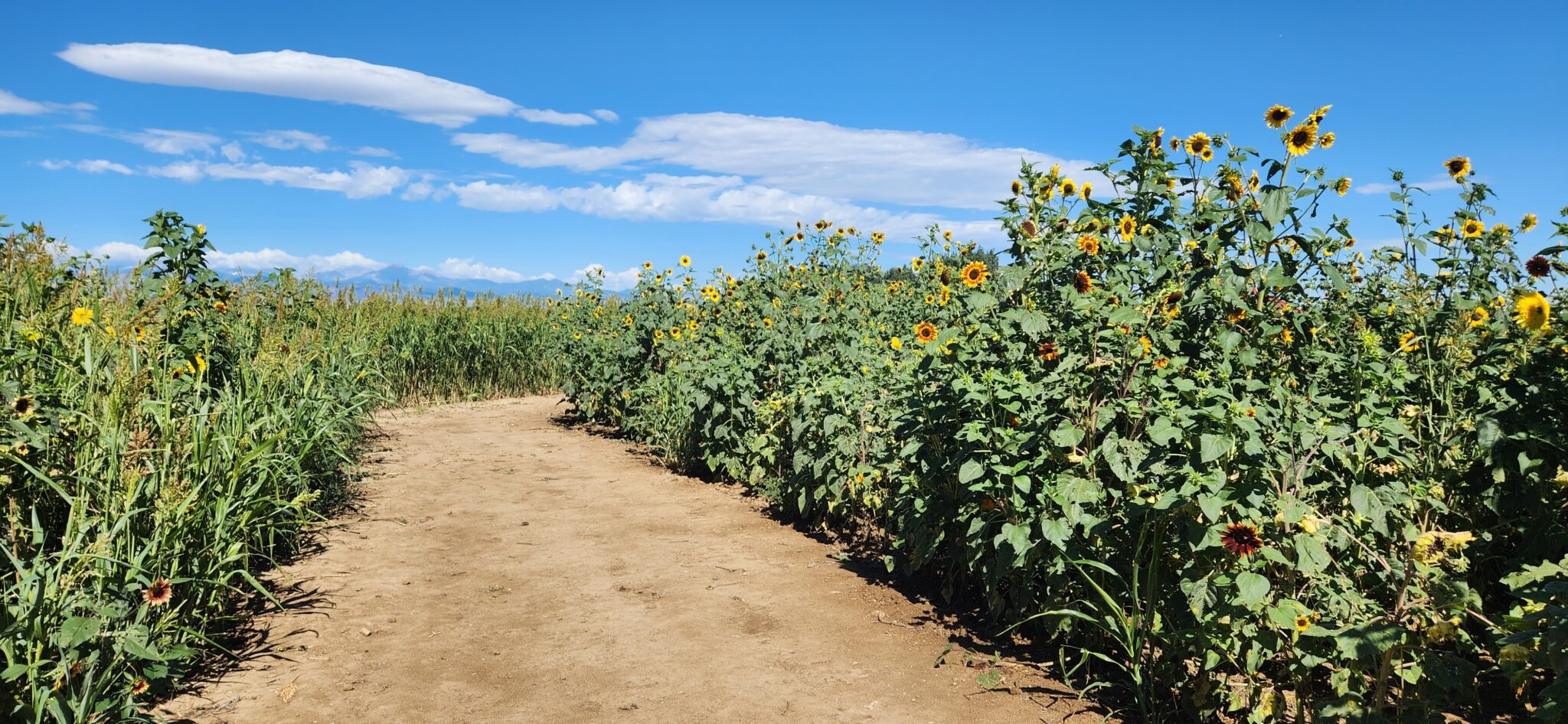 Sunflowers - Anderson Farms