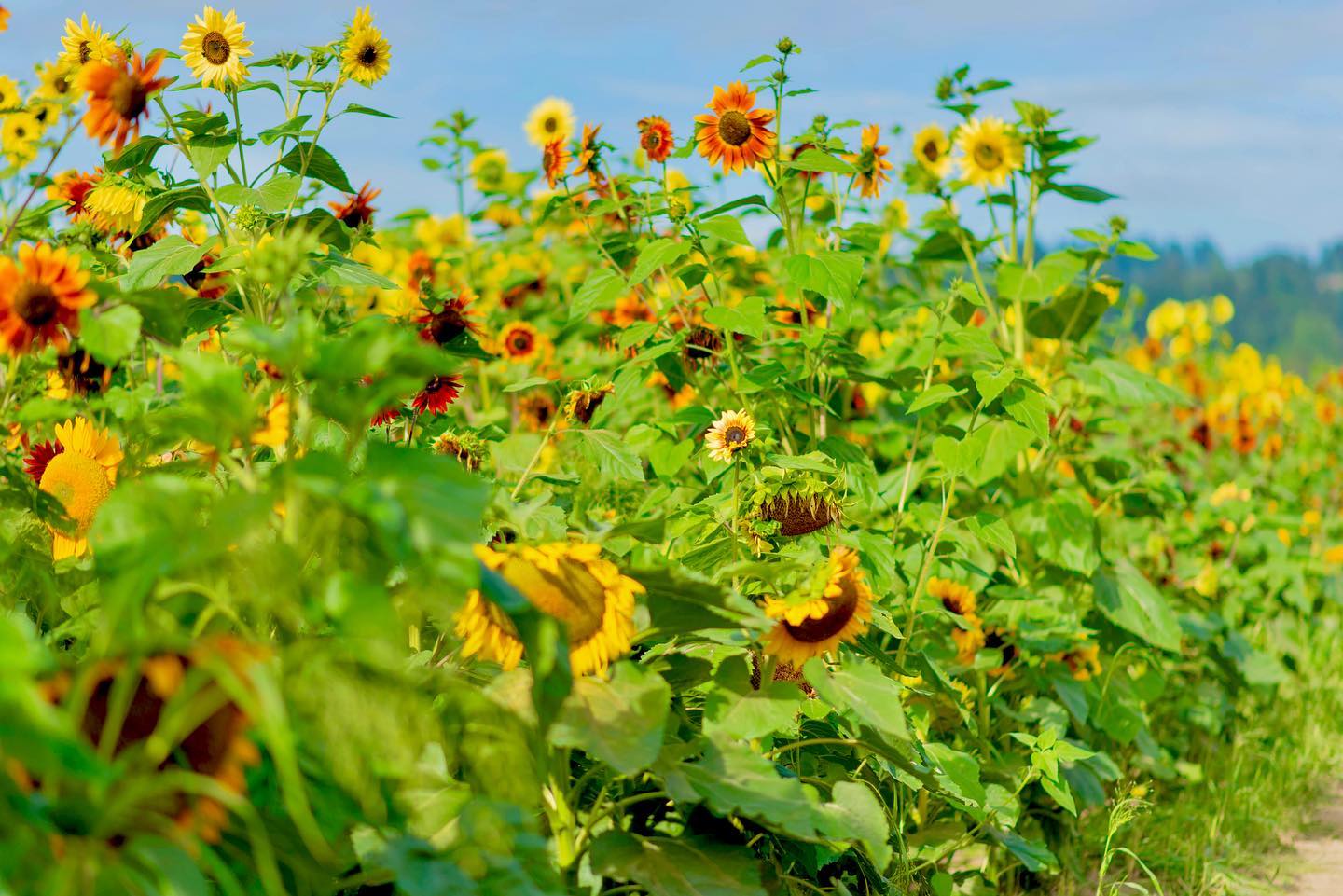 Sunflowers - Anderson Farms
