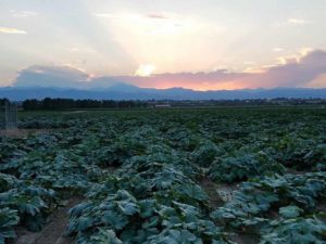 About Us - Anderson Farms