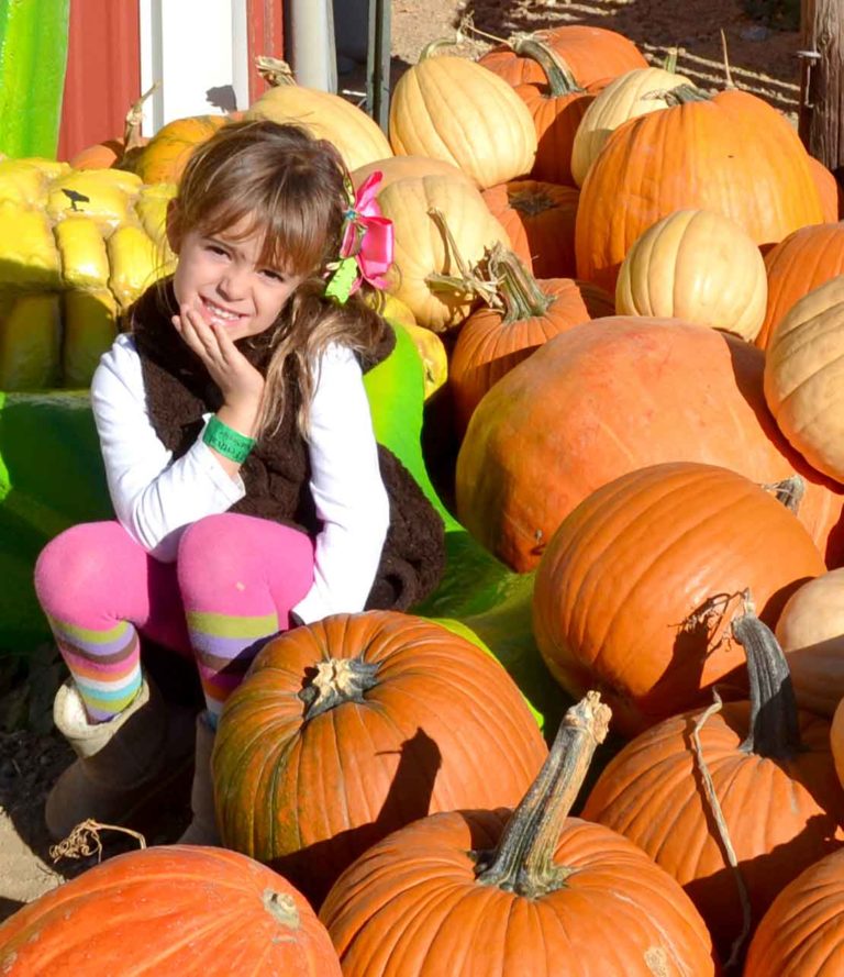 Pumpkin Patch - Anderson Farms