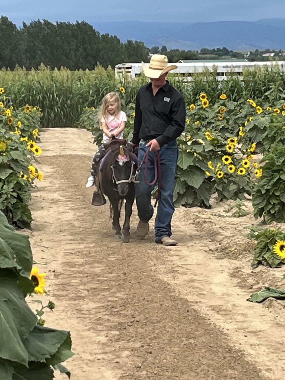 Sunflowers - Anderson Farms